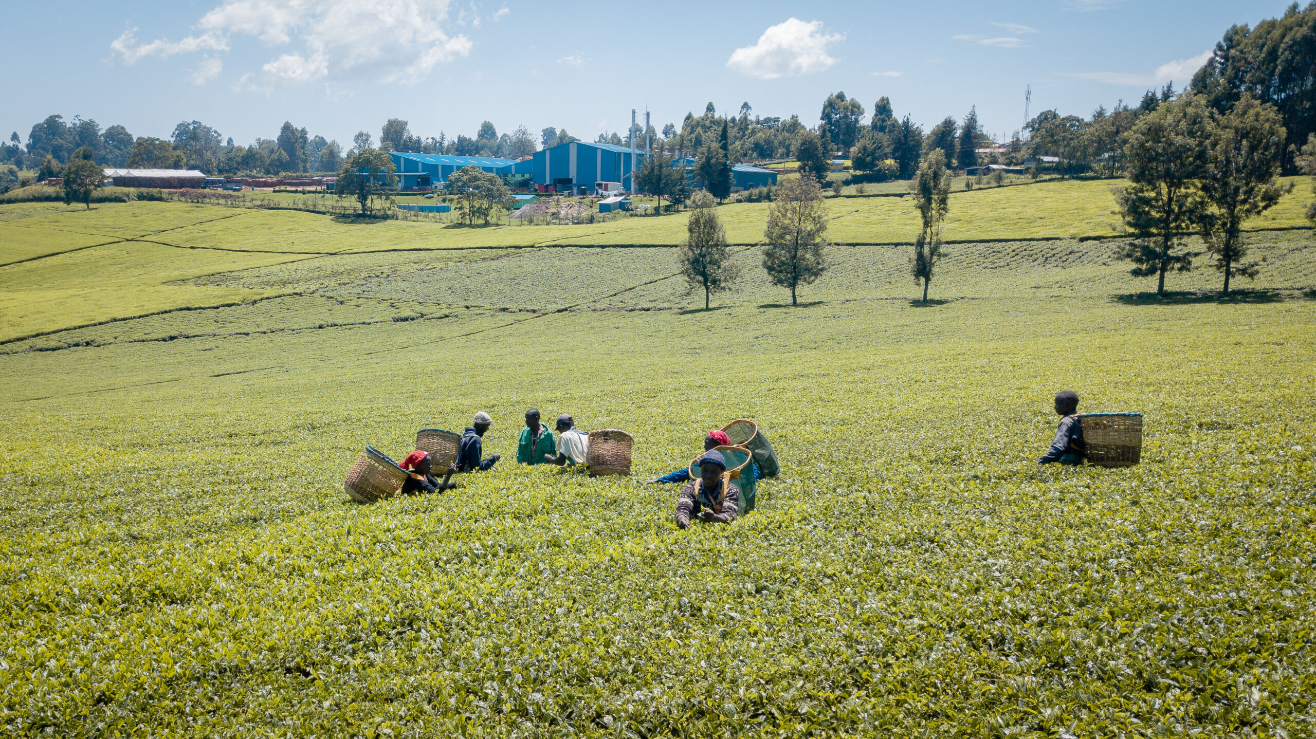 home - Kipchimchim Group